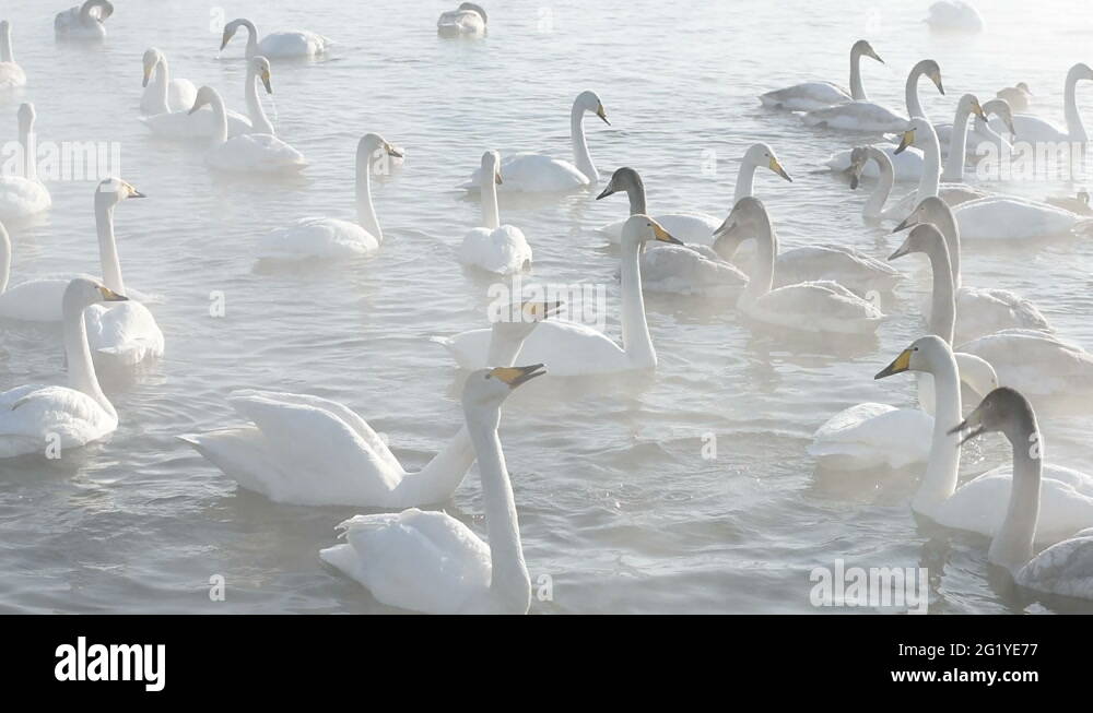 Whooping Stock Videos & Footage - HD and 4K Video Clips - Alamy