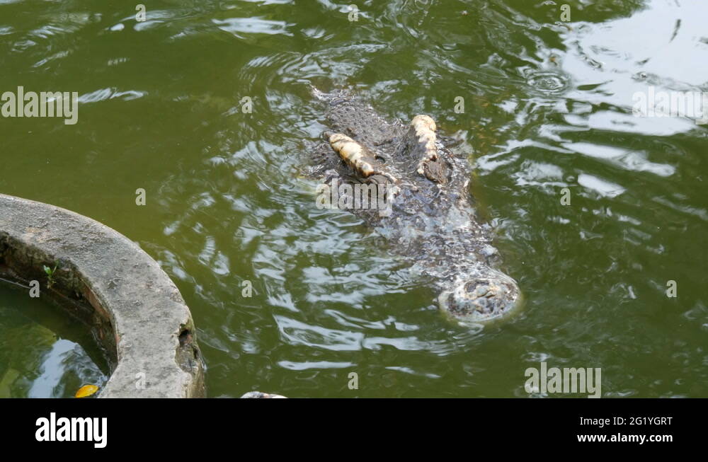 Reptiles of thailand Stock Videos & Footage - HD and 4K Video Clips - Alamy