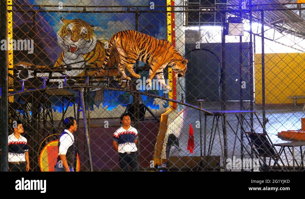 Circus tiger performer Stock Videos & Footage - HD and 4K Video Clips ...