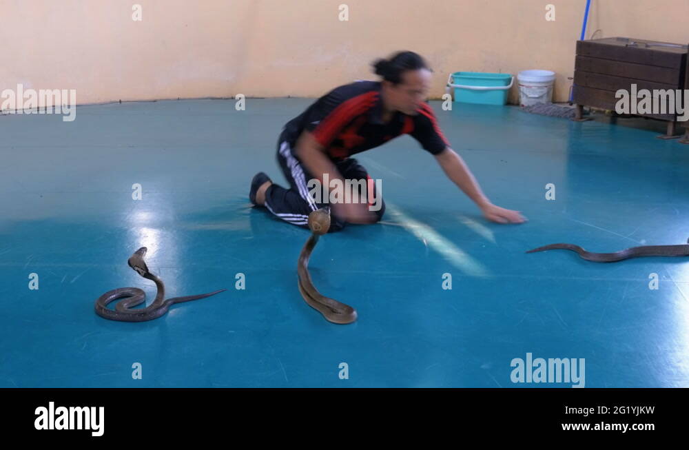 Venomous snakes of thailand Stock Videos & Footage - HD and 4K Video ...