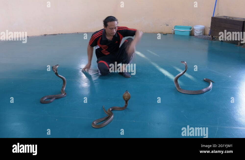 Snake Show. Snake Handler shows tricks with poisonous snakes. Thailand ...