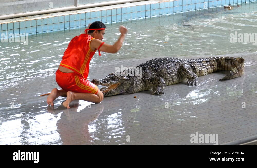 Crocodile show at Famous Pattaya Crocodile Farm. Thailand. Asia Stock ...