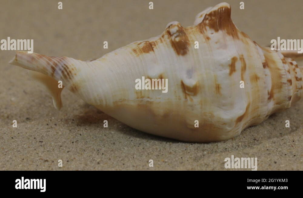 Close-up, the rotation of the sea shell lying on the sand dunes Stock ...