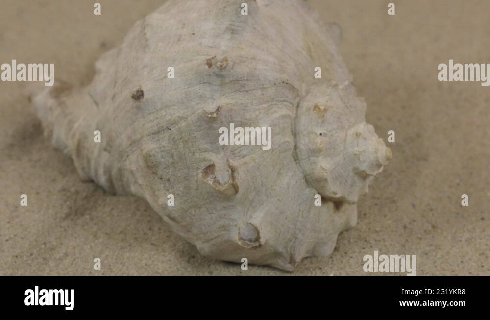 Close-up, the rotation of the sea shell lying on the sand dunes Stock ...