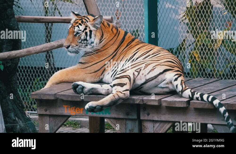 Thailand tiger park Stock Videos & Footage - HD and 4K Video Clips - Alamy
