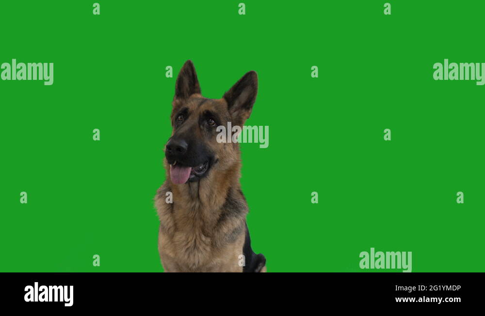 muzzle German Shepherd on the green screen Stock Video Footage - Alamy