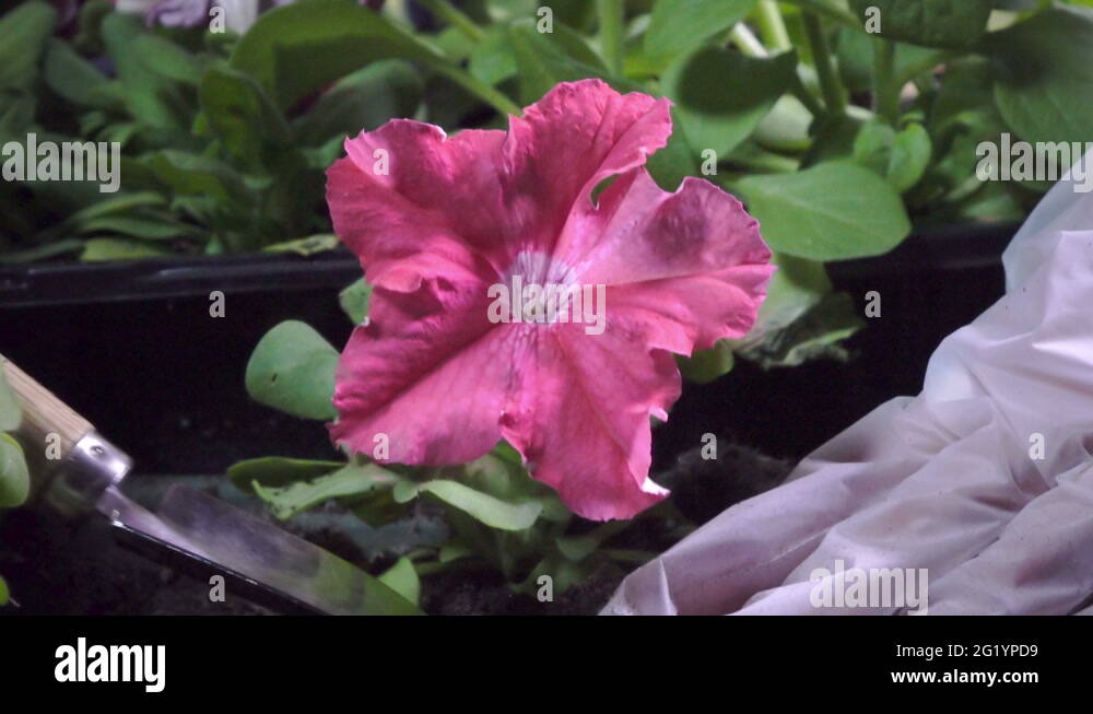 Female economic activity Stock Videos & Footage - HD and 4K Video Clips ...