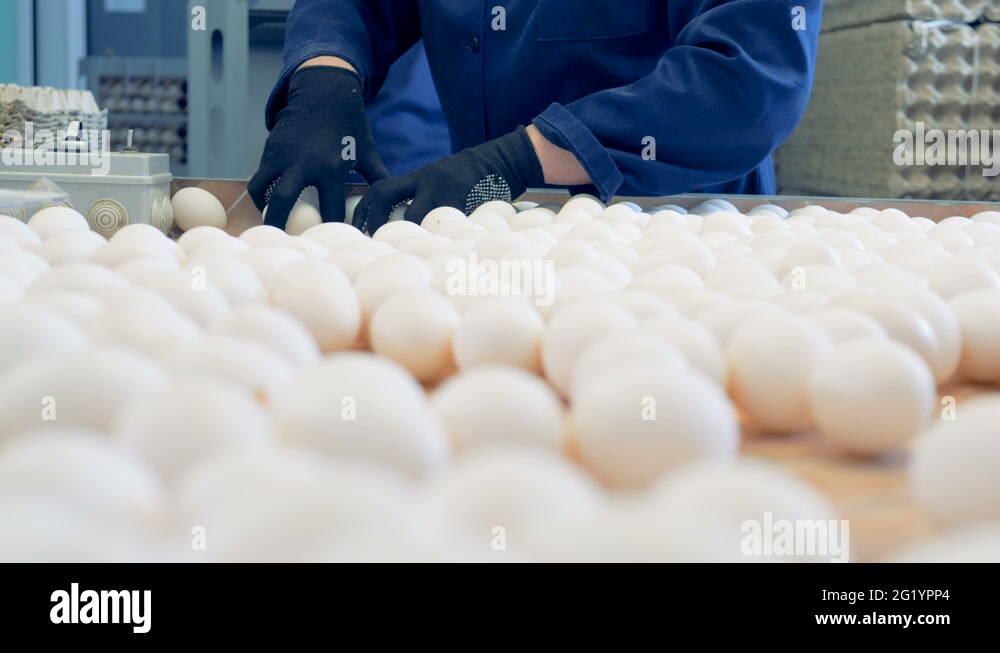 Chicken farm poultry workers sorting eggs at factory conveyor. Poultry ...
