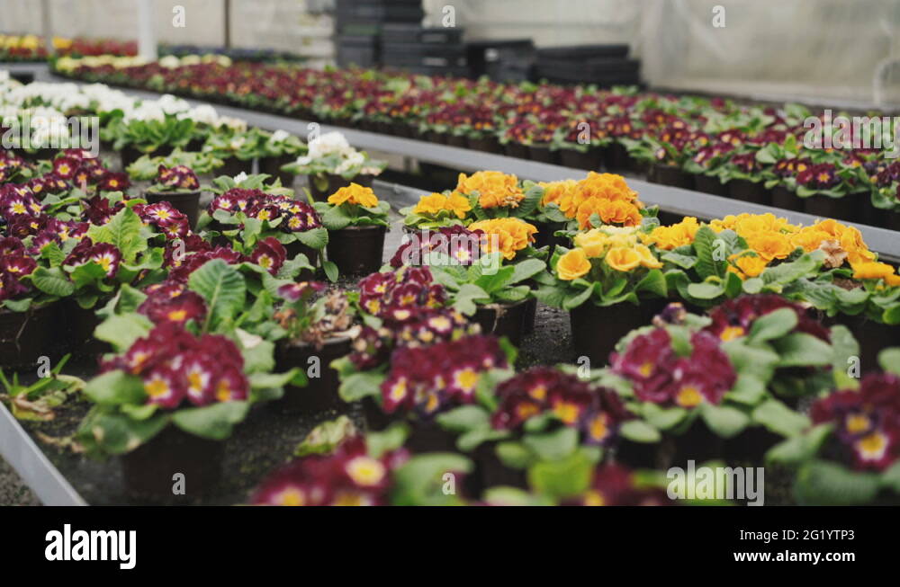 Viola in pot Stock Videos & Footage - HD and 4K Video Clips - Alamy