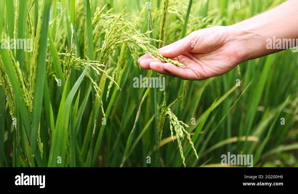 Rice field. Food industry. Hand exploring the ready grain. Quality ...