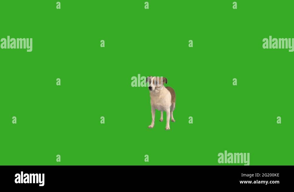 dog is standing on its hind legs on the green screen Stock Video ...