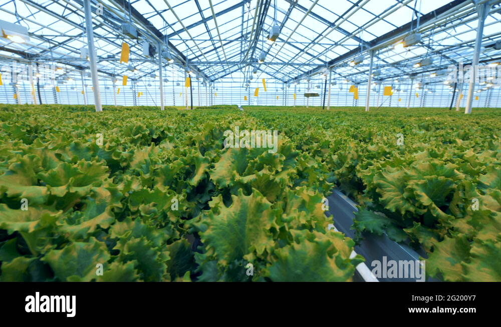 Industrial plantations Stock Videos & Footage - HD and 4K Video Clips - Alamy