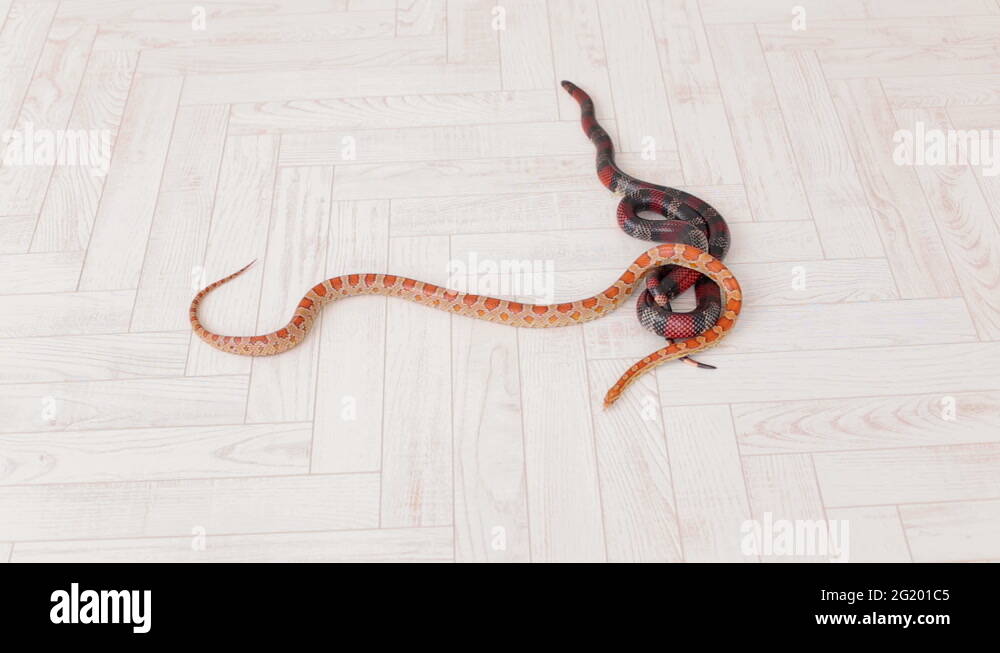 Red milk snakes Stock Videos & Footage - HD and 4K Video Clips - Alamy