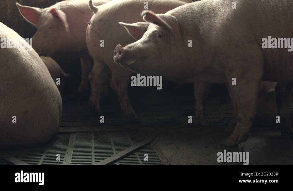 Peaceful pigs Stock Videos & Footage - HD and 4K Video Clips - Alamy