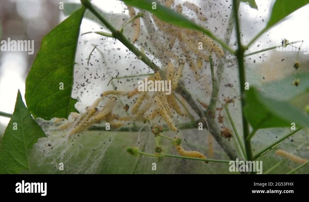 Colony of yellow caterpillars crawling inside web nest with backlight ...