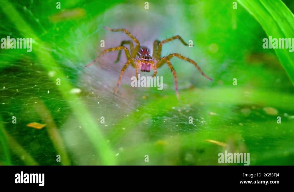Web weaver Stock Videos & Footage - HD and 4K Video Clips - Alamy