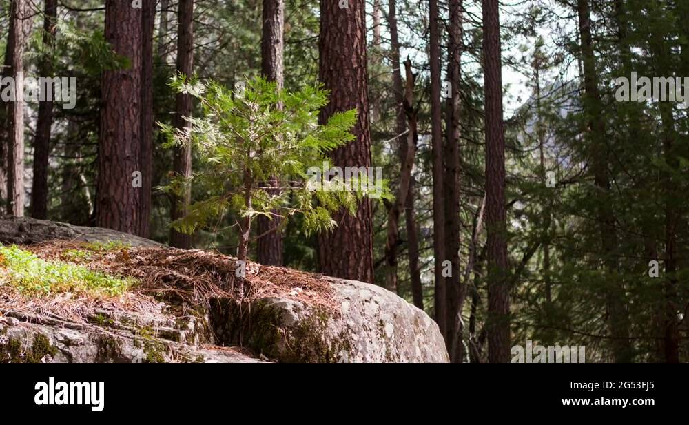 Rock growing tree Stock Videos & Footage - HD and 4K Video Clips - Alamy