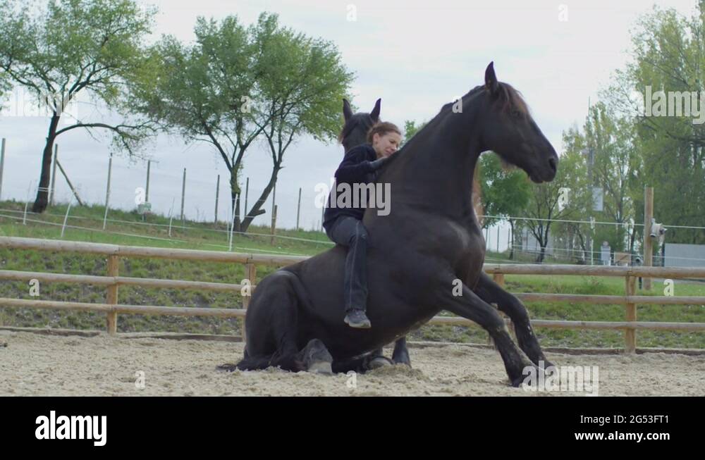 Horse standing up Stock Video Footage - Alamy