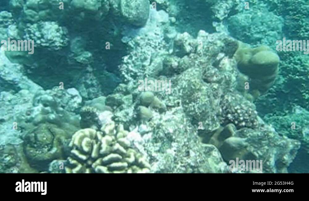 Coral reef seabed diver Stock Videos & Footage - HD and 4K Video Clips ...