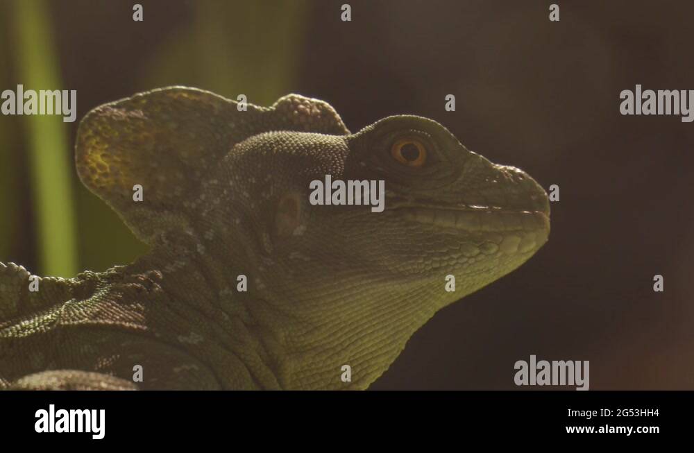 Basilisk head Stock Videos & Footage - HD and 4K Video Clips - Alamy