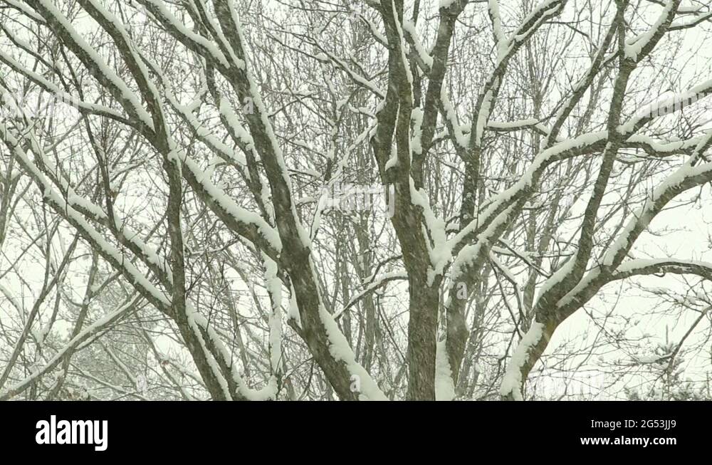 Heavy snowfall on a wooded residential street in the suburbs outside of ...