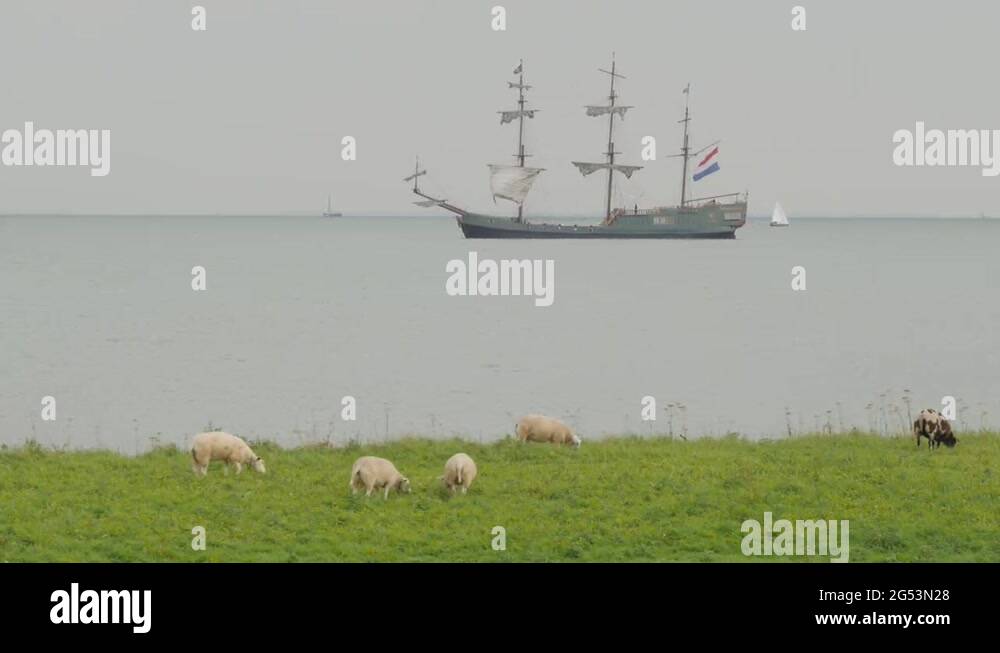 Sheep ship Stock Videos & Footage - HD and 4K Video Clips - Alamy