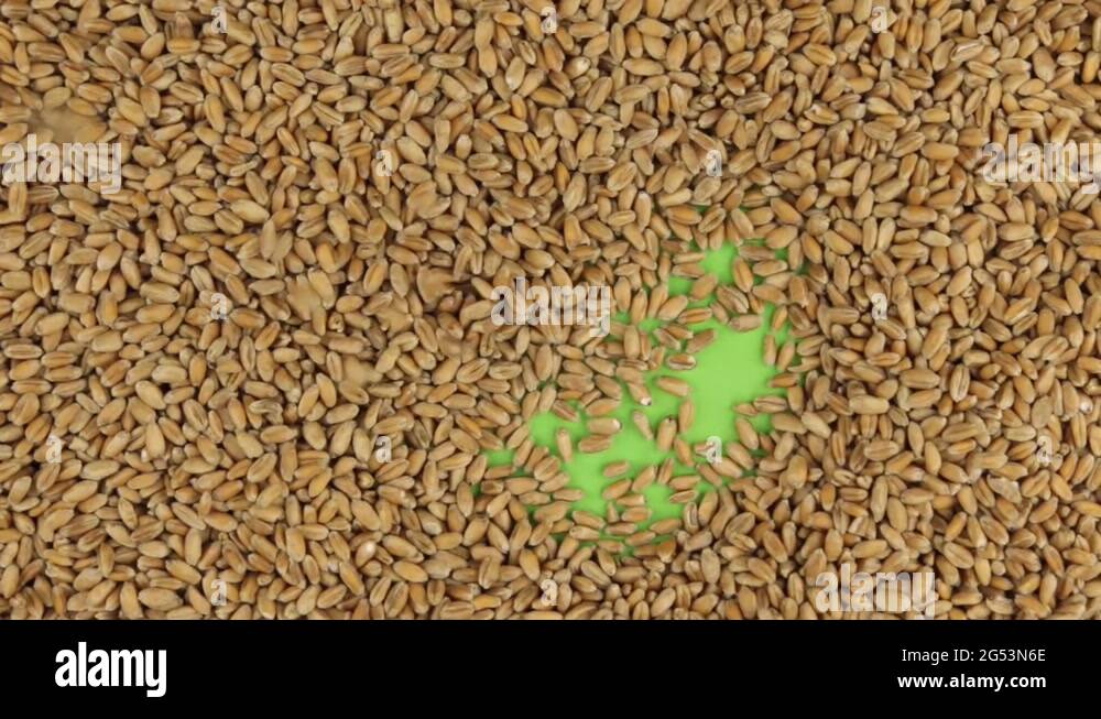 Wheat grains fall on a rotating green screen, fill up to a full wheat ...