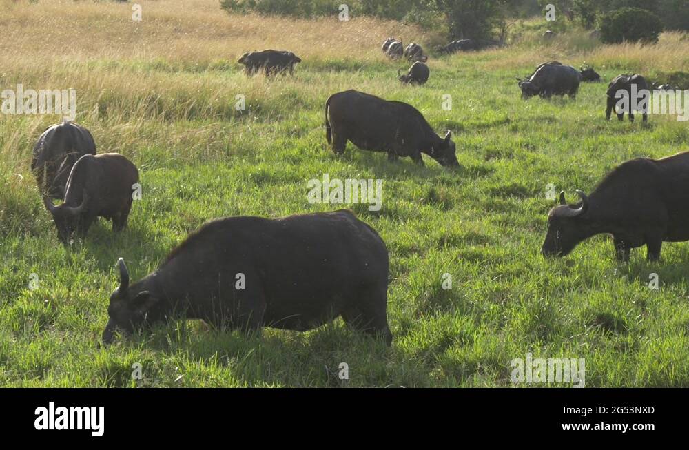 Green buffalo grass Stock Videos & Footage - HD and 4K Video Clips - Alamy