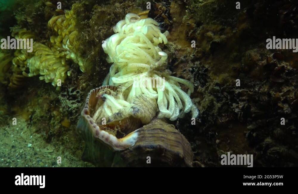 Cocoons of the predatory mollusk Rapana venosa, the invader in the ...