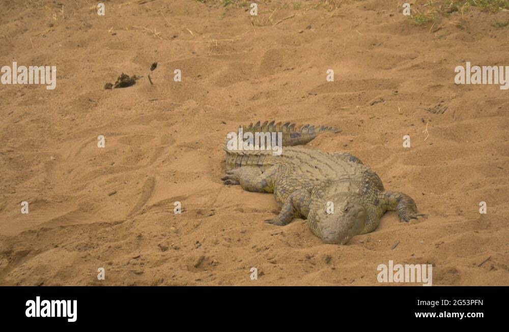 Crocodile sand Stock Videos & Footage - HD and 4K Video Clips - Alamy