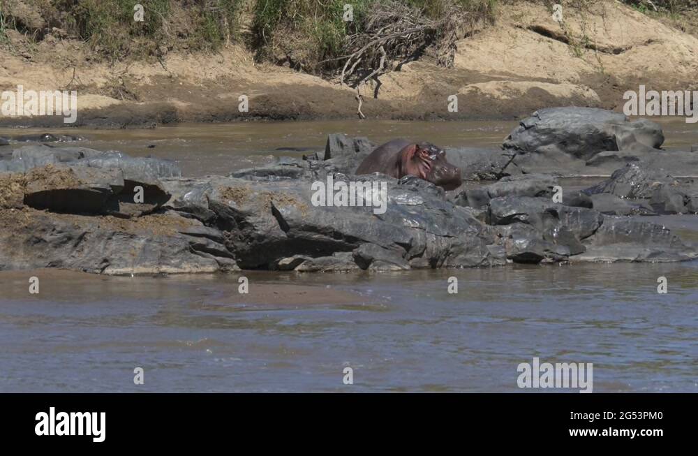 Behind rocks Stock Videos & Footage - HD and 4K Video Clips - Alamy