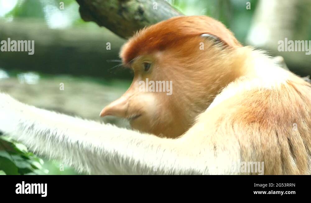 Monkey female Stock Videos & Footage - HD and 4K Video Clips - Alamy