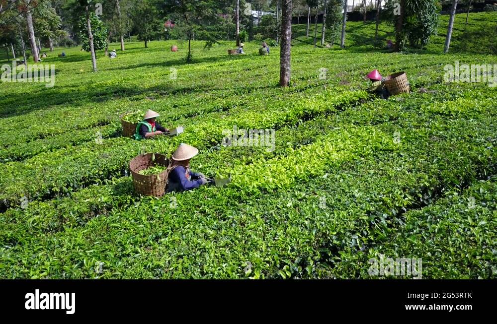 Indonesian tea worker Stock Videos & Footage - HD and 4K Video Clips ...