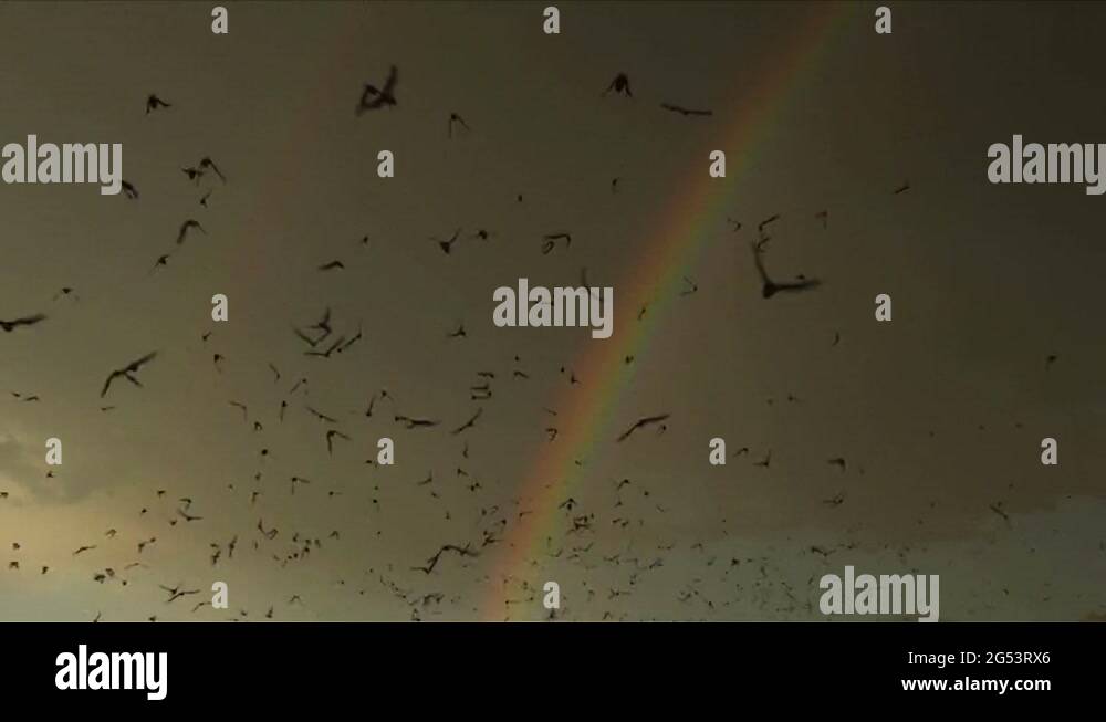 Animal color spectrum Stock Videos & Footage - HD and 4K Video Clips ...