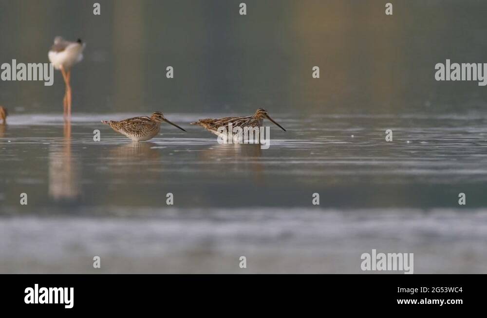 Wading birds of europe Stock Videos & Footage - HD and 4K Video Clips ...