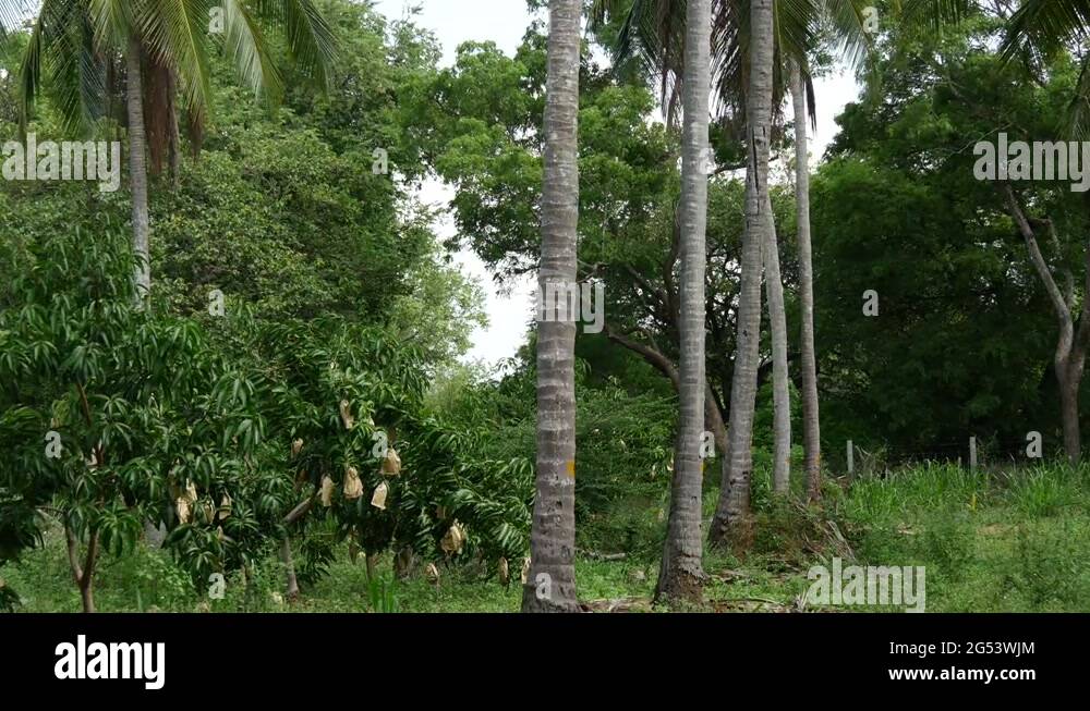 Cashew farm Stock Videos & Footage - HD and 4K Video Clips - Alamy