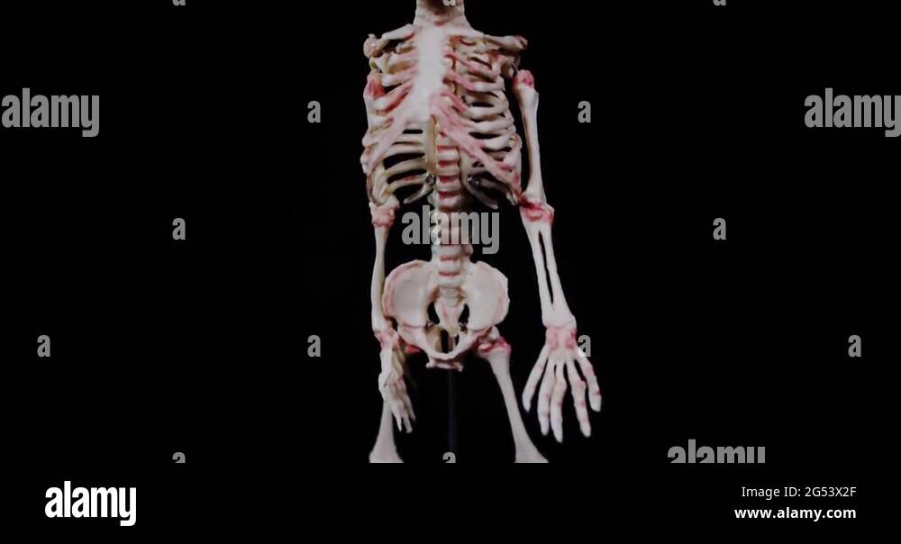 Fetal anatomy Stock Videos & Footage - HD and 4K Video Clips - Alamy