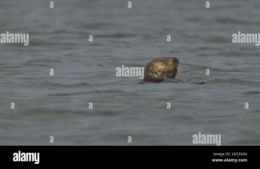 Seal fish alaska Stock Videos & Footage - HD and 4K Video Clips - Alamy