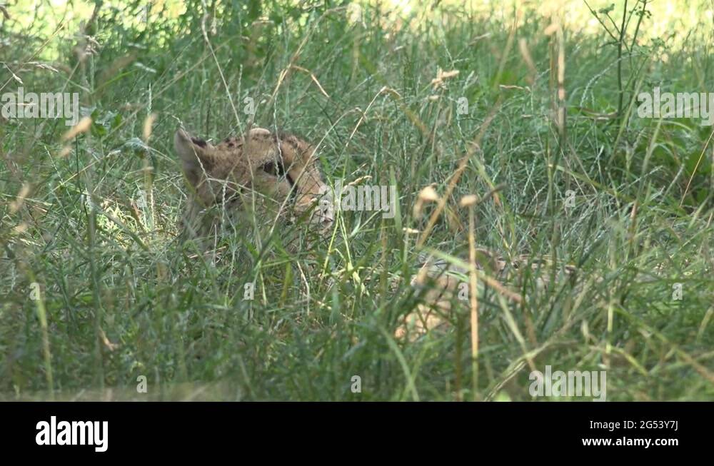 Animal hunt Stock Videos & Footage - HD and 4K Video Clips - Alamy