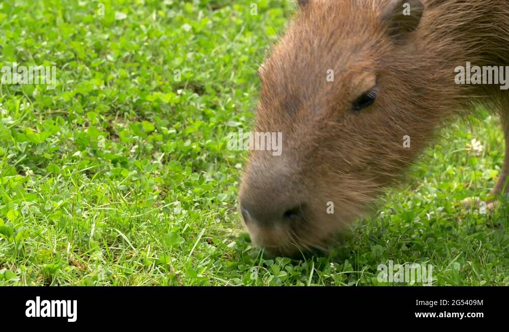 Capybara teeth Stock Videos & Footage - HD and 4K Video Clips - Alamy