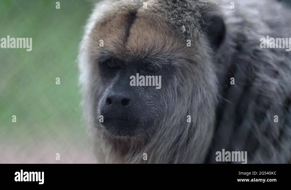 Monkey looking sideways Stock Videos & Footage - HD and 4K Video Clips ...