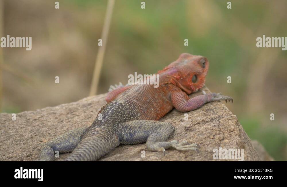 Red headed rock agama Stock Videos & Footage - HD and 4K Video Clips ...