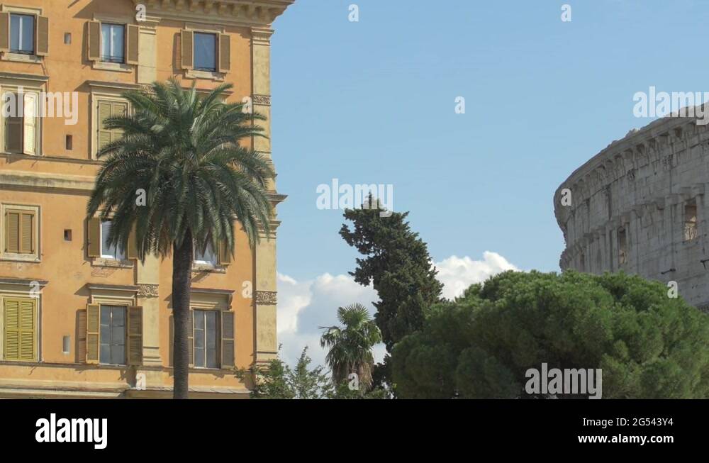 Palm tree and the Colosseum ruins in Rome Stock Video Footage - Alamy