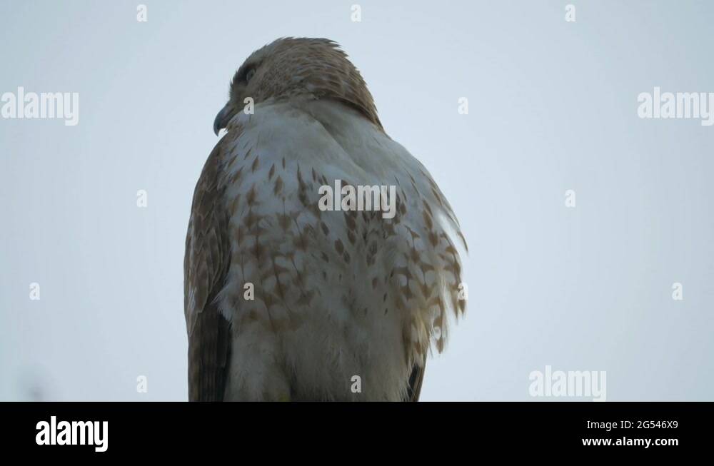 A falcon Stock Videos & Footage - HD and 4K Video Clips - Alamy