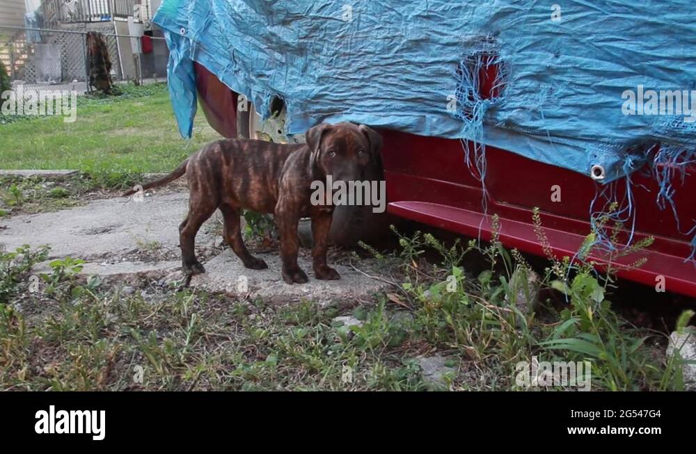 Brindle bull terrier Stock Videos & Footage - HD and 4K Video Clips - Alamy