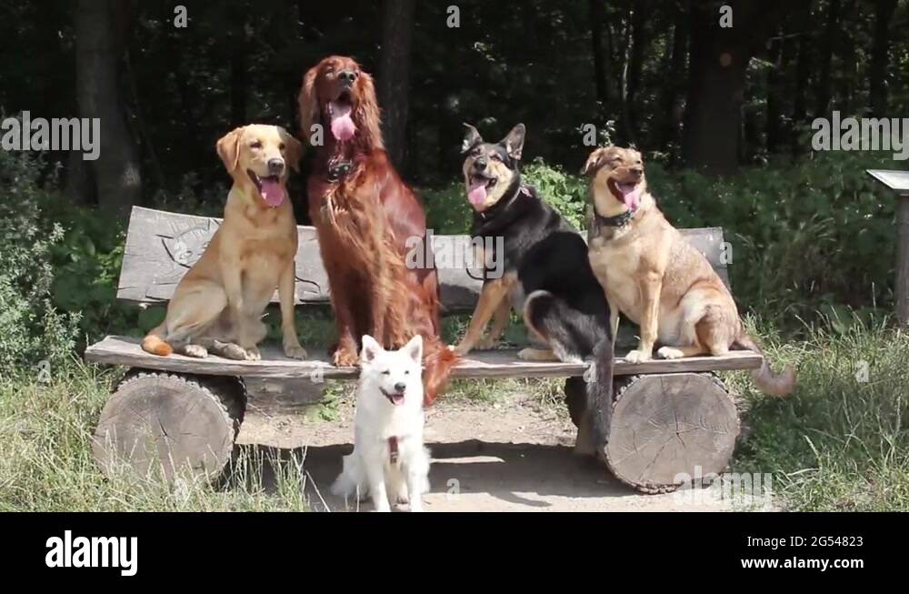 Dogs bench Stock Videos & Footage - HD and 4K Video Clips - Alamy