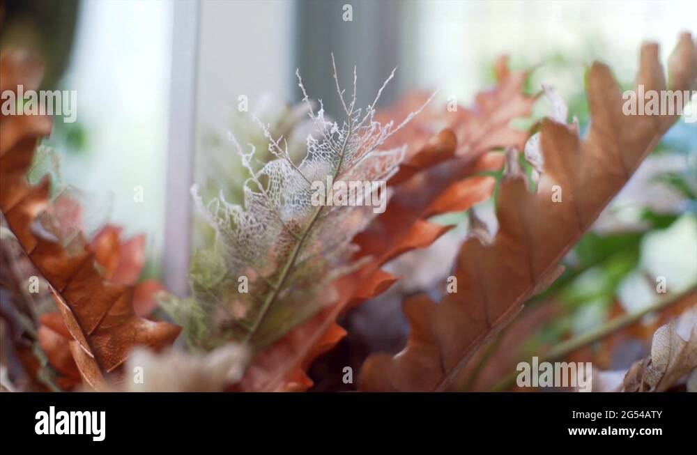 Detailed leaf Stock Videos & Footage - HD and 4K Video Clips - Alamy