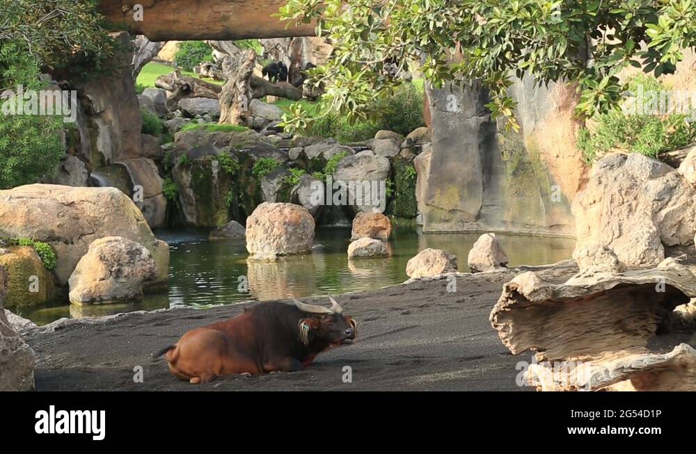 Ox water Stock Videos & Footage - HD and 4K Video Clips - Alamy