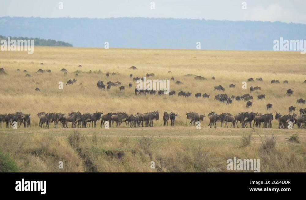 Dry plains Stock Videos & Footage - HD and 4K Video Clips - Alamy