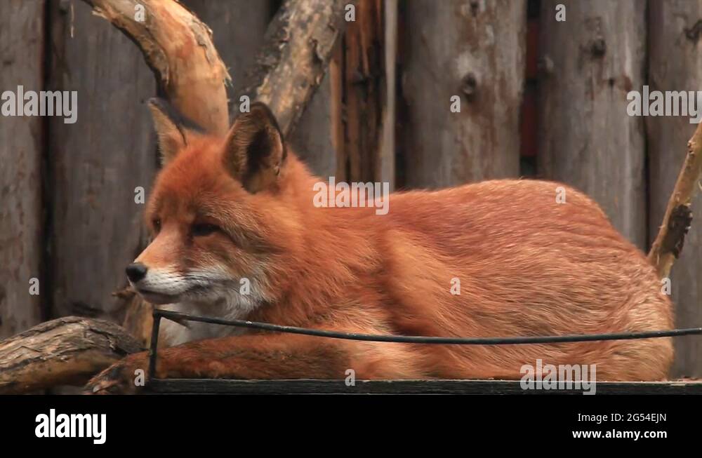 Red fox on log Stock Videos & Footage - HD and 4K Video Clips - Alamy